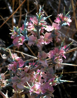 Η χλωρίδα μας: Noaea mucronata