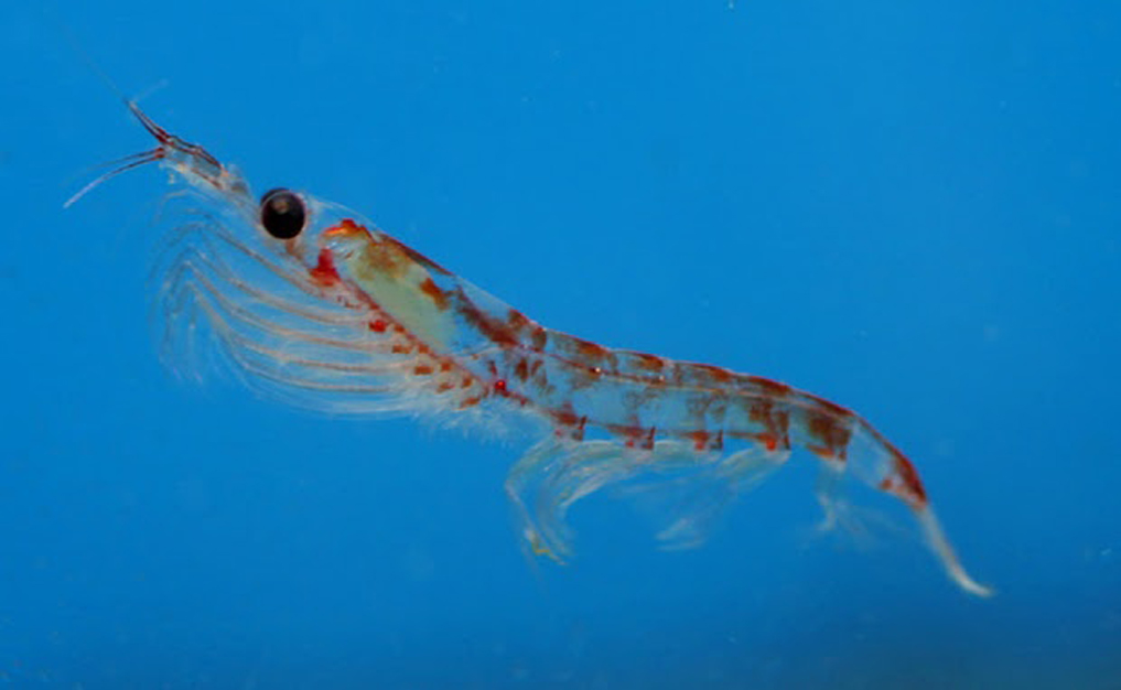 Krill dan Manfaatnya Untuk Kesehatan - Garda Remaja