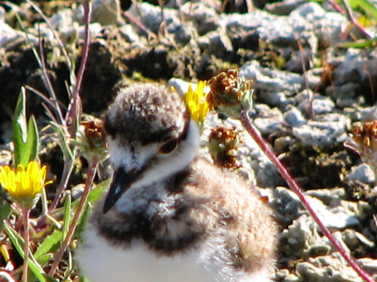 BirdingGirl: Killdeer Chick in Yellowstone National Park