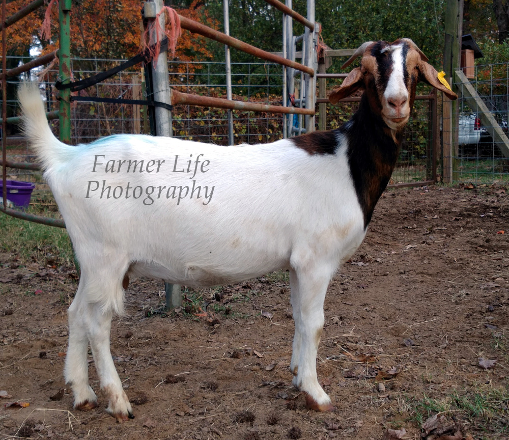 Living A Farmer's Life: The Boers