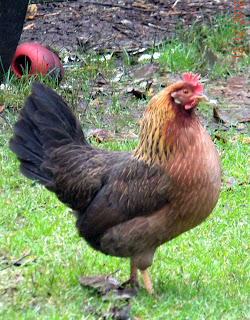 Viking Chickens in Canada