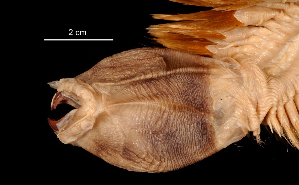 Scale Worm