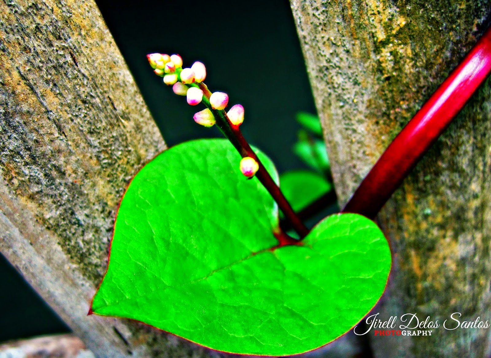 Jirell Delos Santos | Photography: BASELLA ALBA