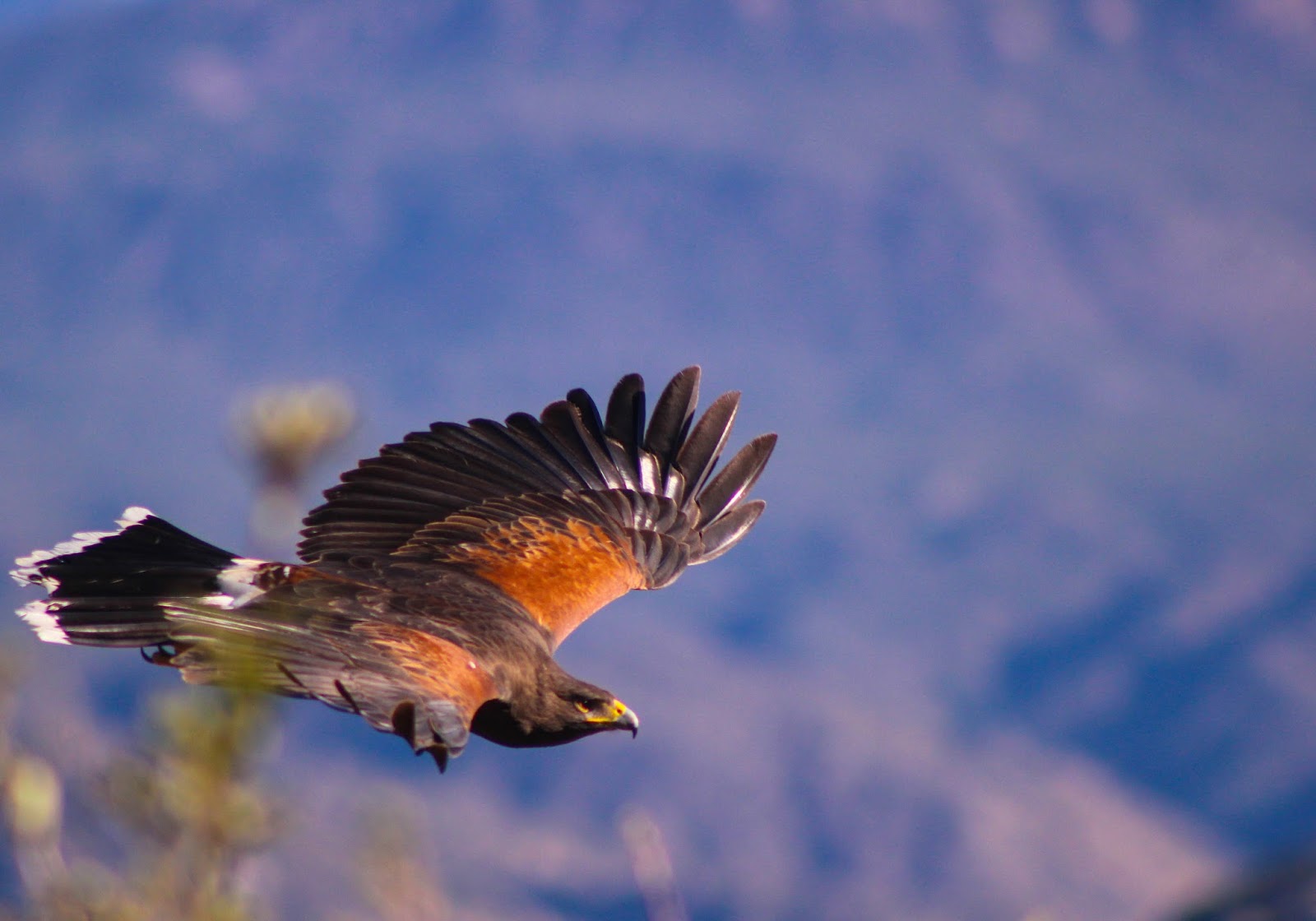 Cannundrums: Harris Hawk - Sky Falconry