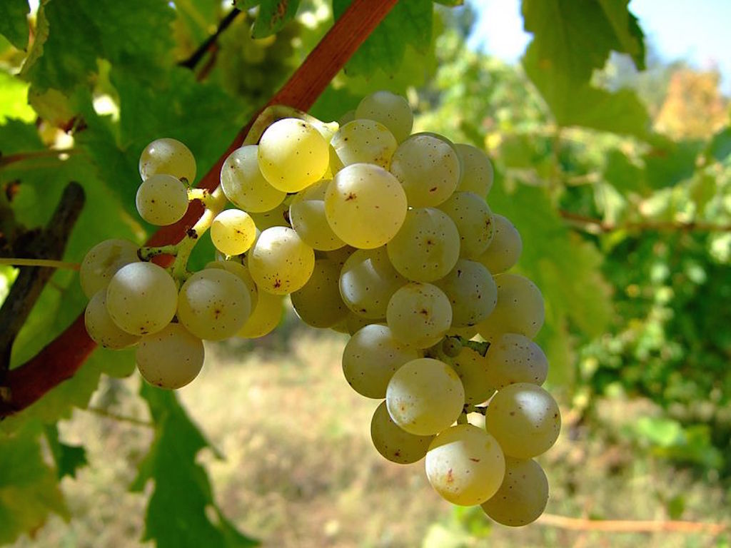 AgroSentidos: De uvas, racimos y colores