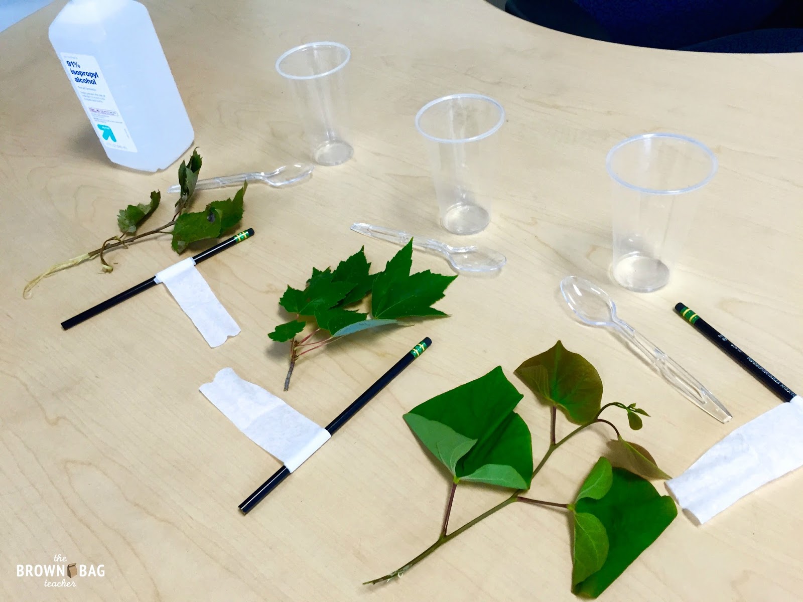 Leaf Chromatography: Why do leaves change color? | The Brown-Bag ...
