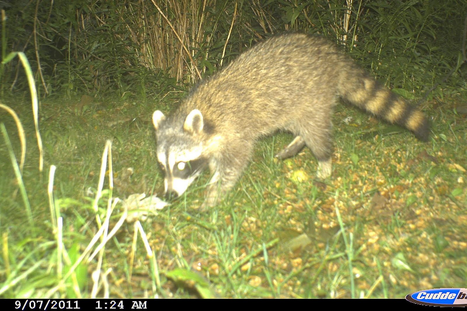 Backyard Beasts: Raccoon tracks and trails