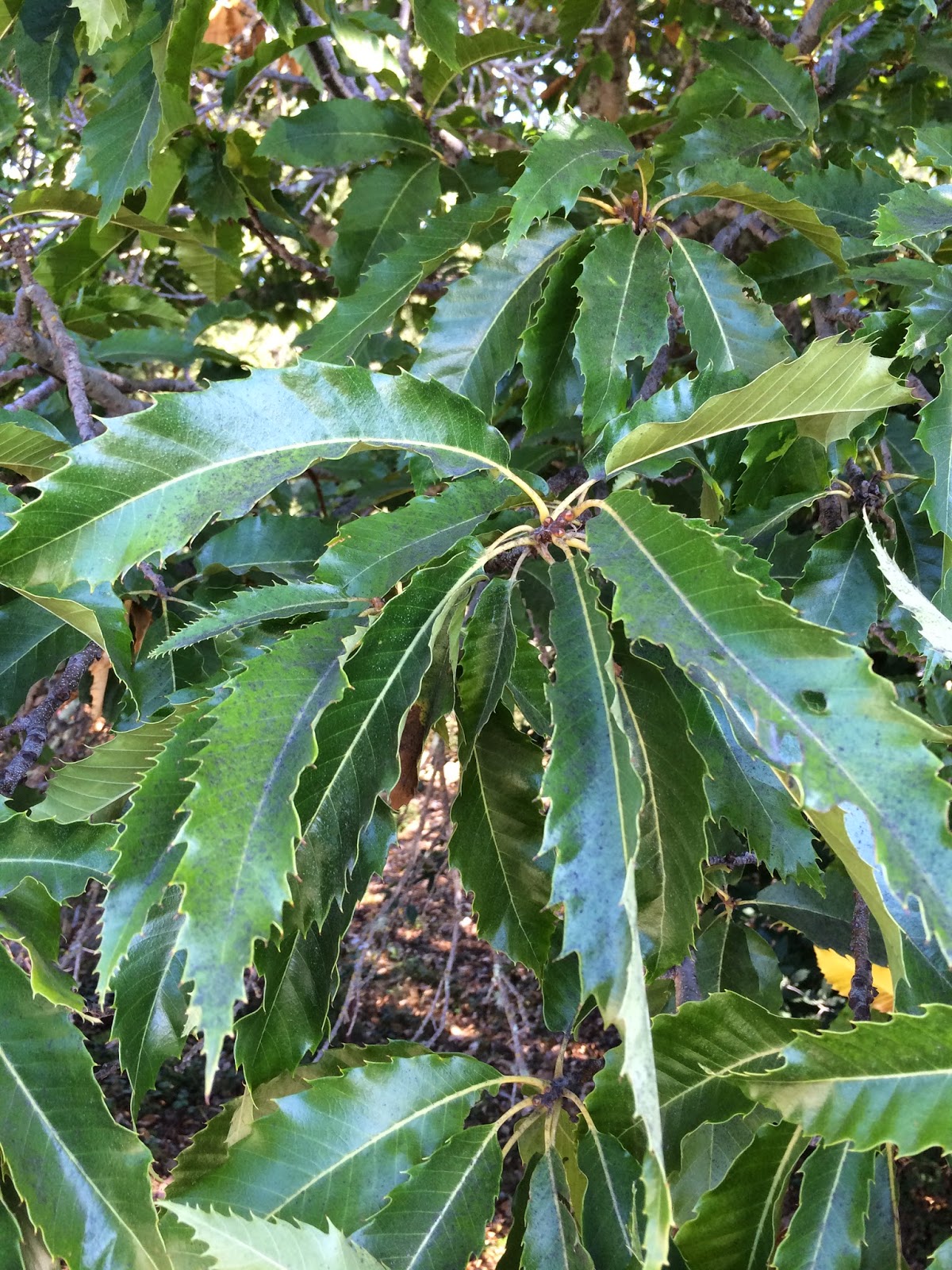 Trees of Santa Cruz County: Castanea sativa - European Chestnut