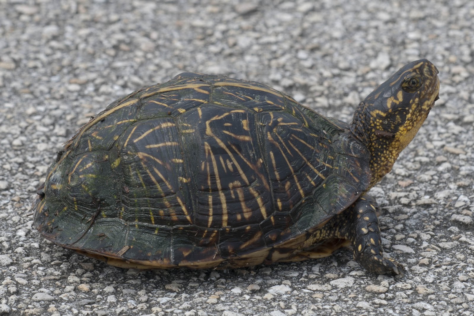 Yorkshire Field Herping and Wildlife Photography: Herping Southern ...