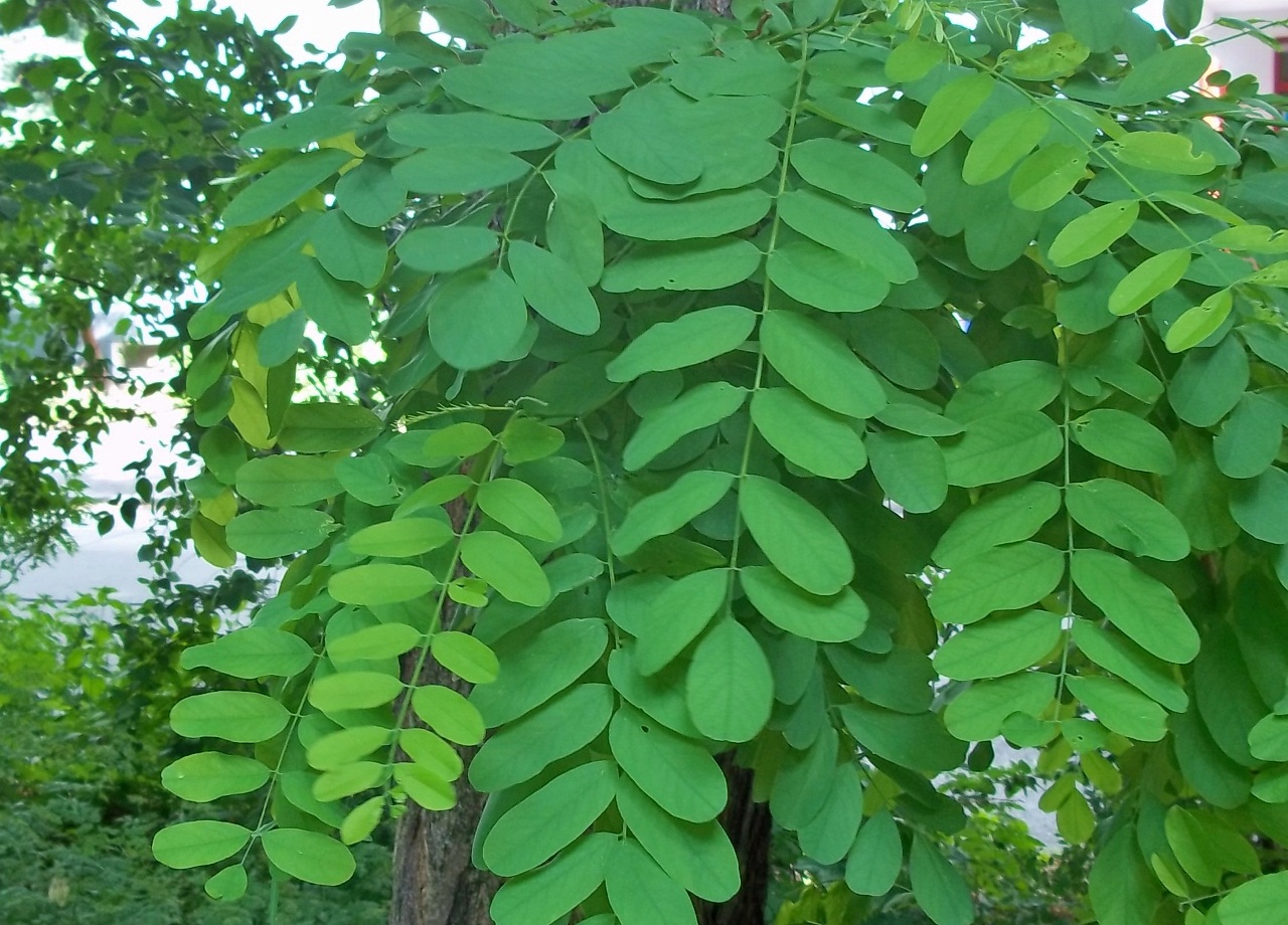BGFAS Botanischer Garten Berlin-Lichtenberg Frankfurter Allee Süd (FAS ...