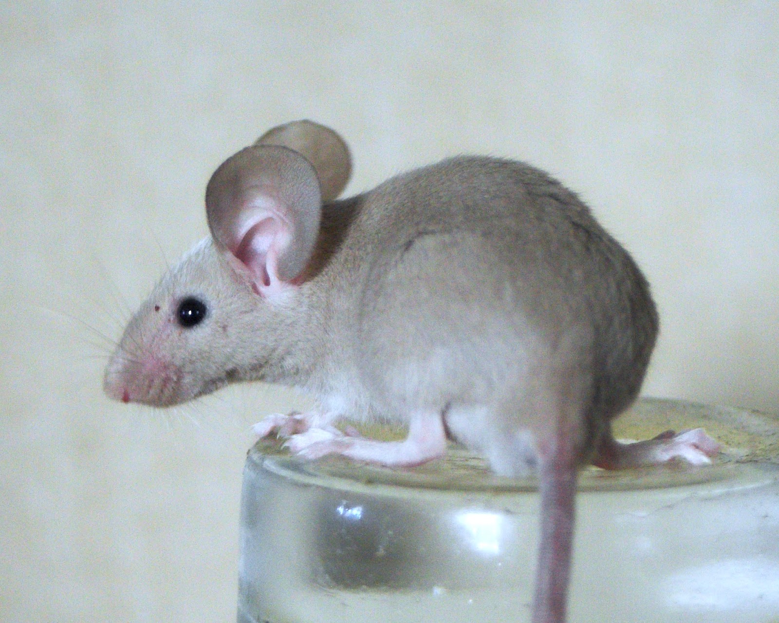 Picobello. Hodowla myszy rasowych.