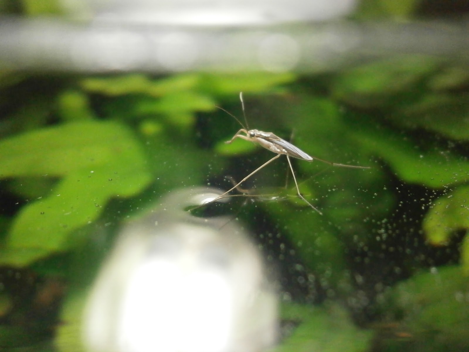 It's All About Aquascaping!: Bugs in planted aquarium