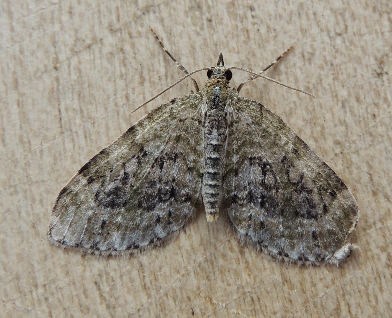 Ceredigion Moths: Yellow-barred Brindle