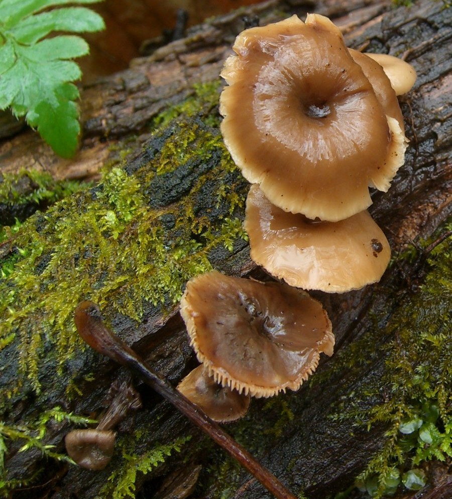 HONGOS DE AMERICA Y OTROS CONTINENTES: FAMILIA: Polyporacea. GENERO ...