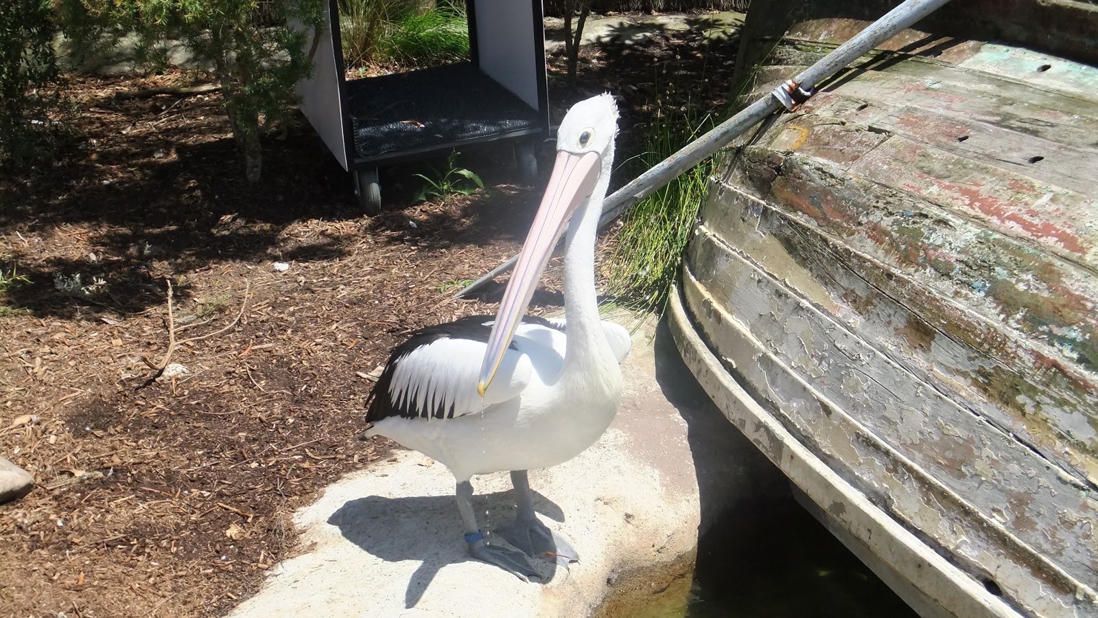 Justina-Overseas: Taronga Zoologijos Sodas Sidnėjus