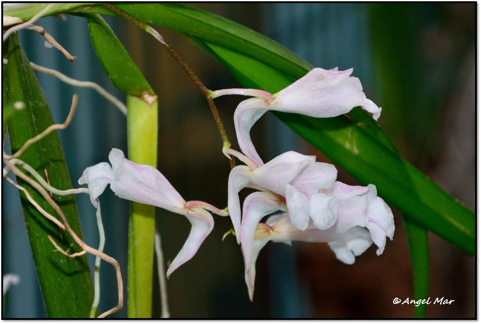 Orquídeas Blog de Angel Mar: Rodriguezia satipoana, una fragante ...
