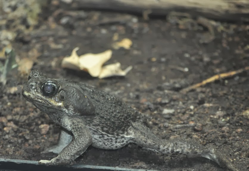ZOOTOGRAFIANDO (6.096 ANIMALS): SAPO MARINO O SAPO DE CAÑA / MARINE ...