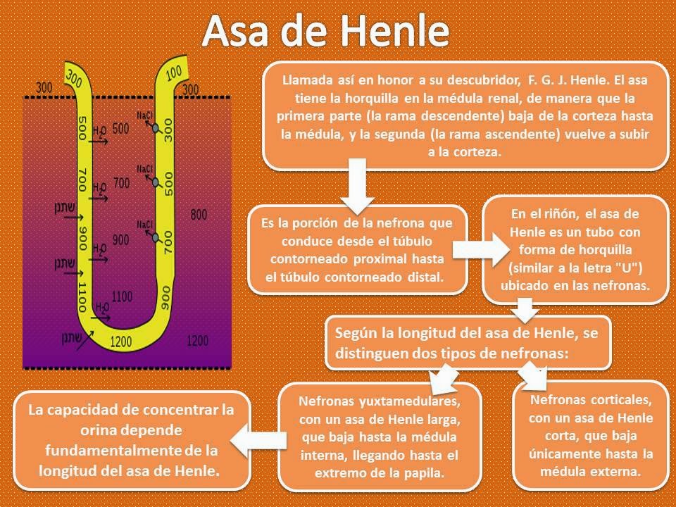Blog de Fisiología, UAS, Valeria Medel García : ASA DE HENLE Y TÚBULO ...