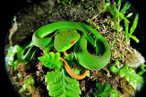 Bamboo Viper - Snakes World