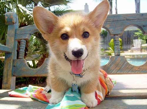 Happy Corgi Puppy Playing on Sun Light ~ Picture of Puppies