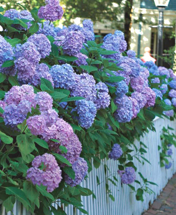 ciao! newport beach: summer hydrangeas