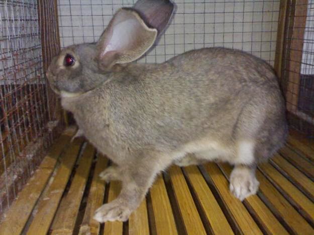 Flemish Giant Rabbit