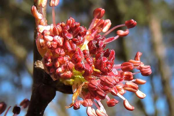 Flor de Bach - Elm (Olmo) 11