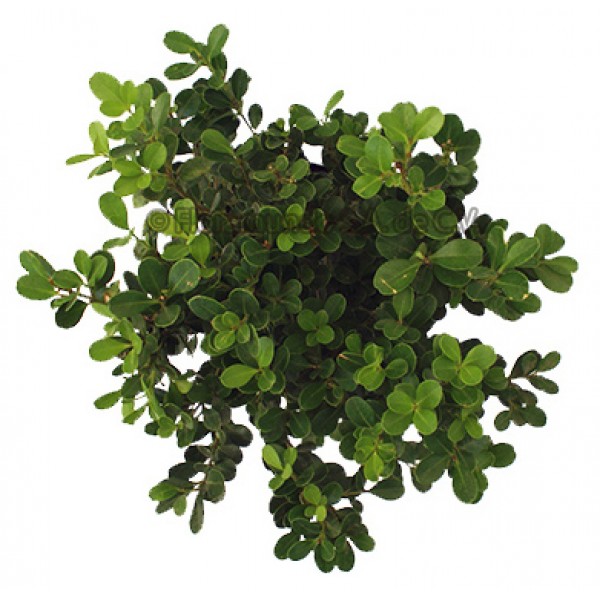 El Arrayan: El arrayan