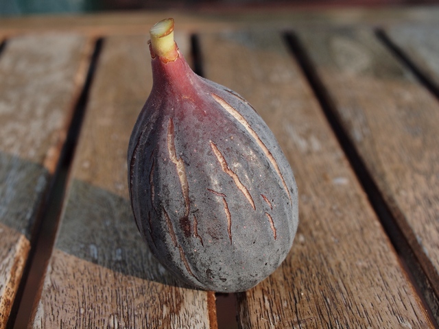 Victoria Fig - Var Tin