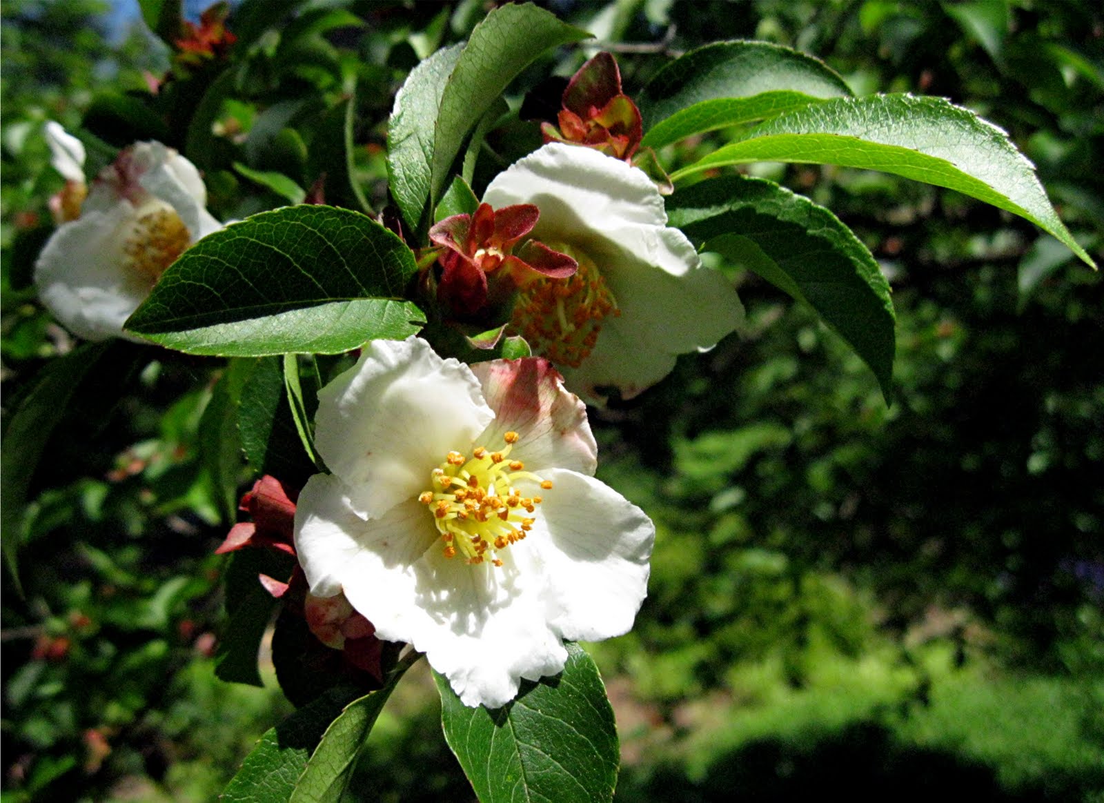 1003 Gardens: Stewartia rostrata again; it's flowering now