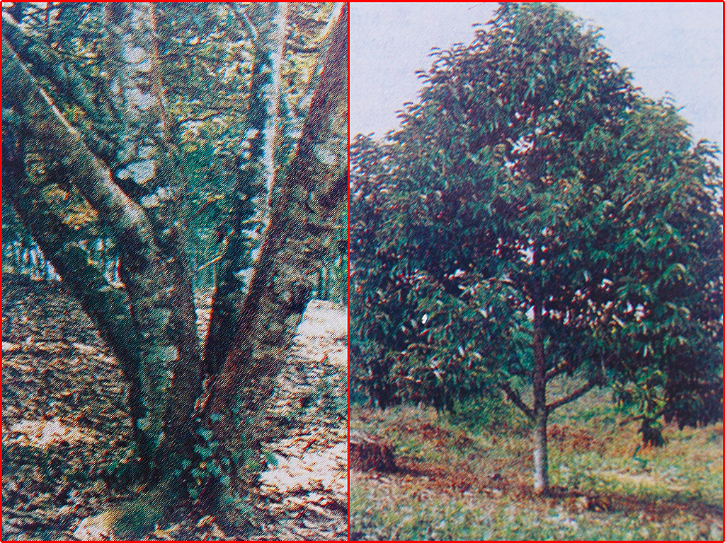 Durian Info: Pruning and Training The Durian