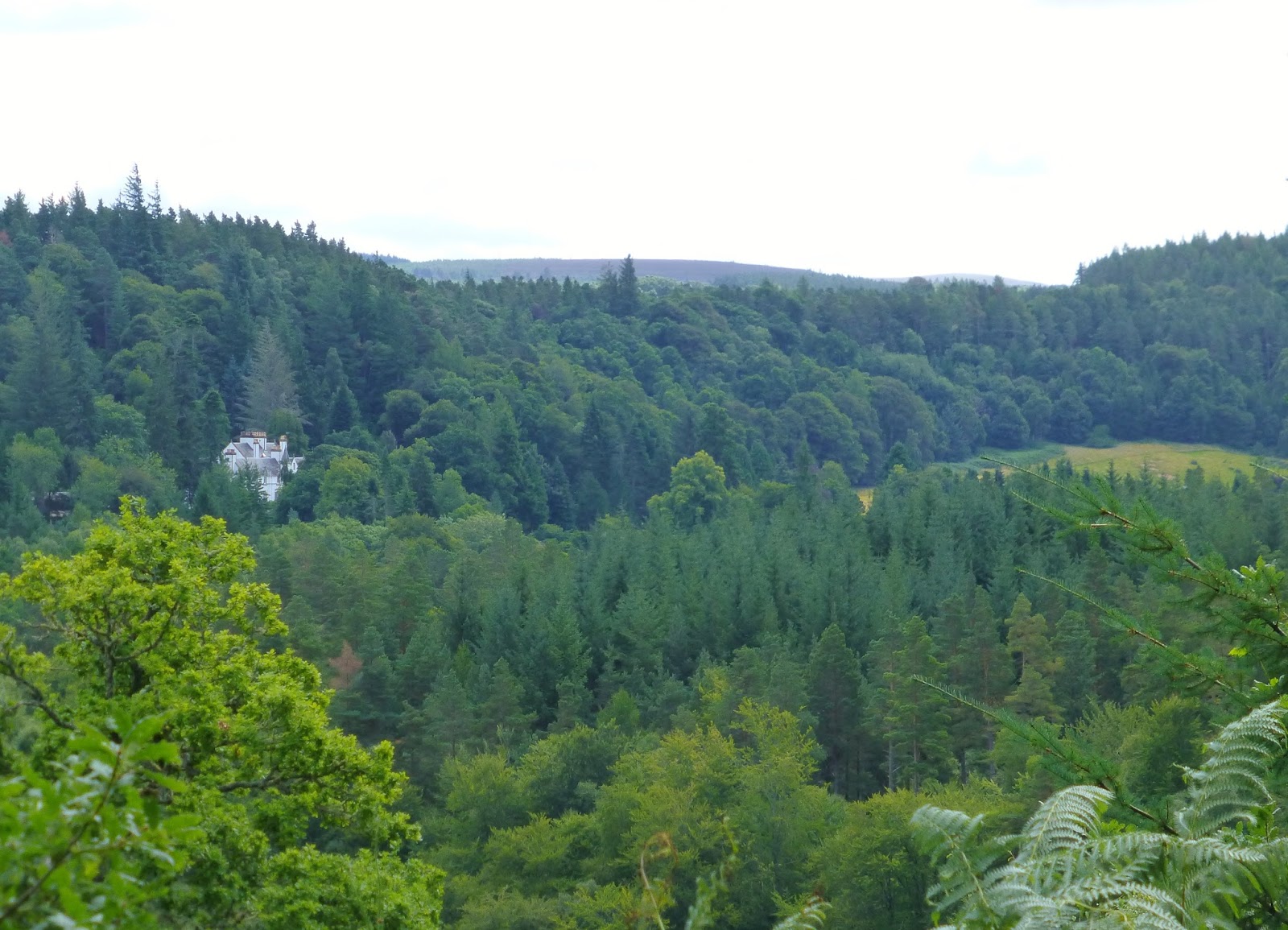 Big Gorse Bush: River Findhorn and Darnaway Forest.