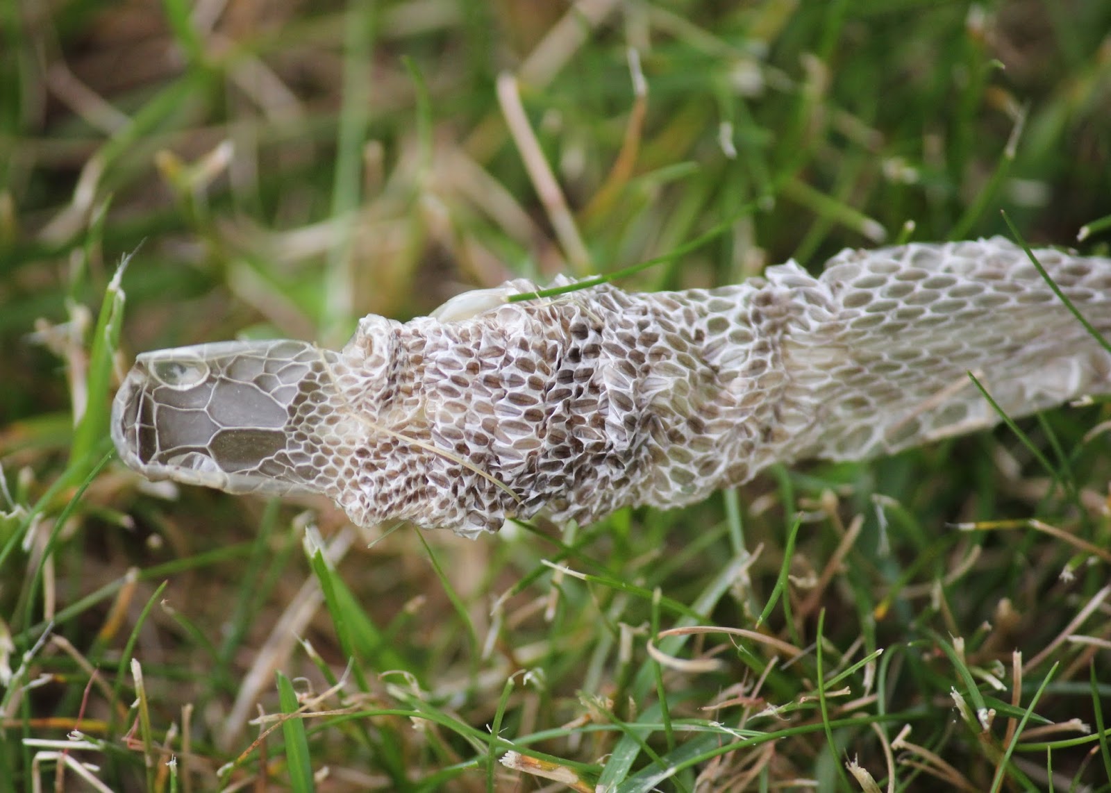 Red House Garden: Dear Mother-in-Law, Please Do Not Read This Post