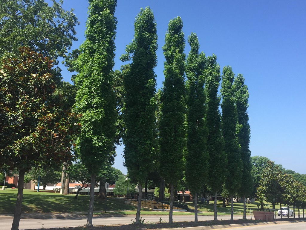 Columnar Tree Dreaming: American Sweetgum Slender Silhouette