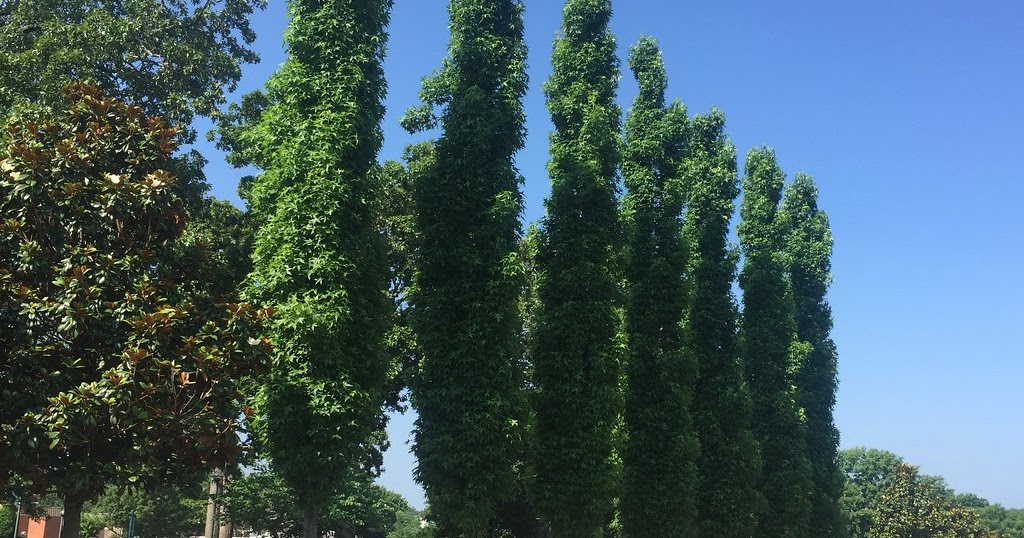 Columnar Tree Dreaming: American Sweetgum Slender Silhouette