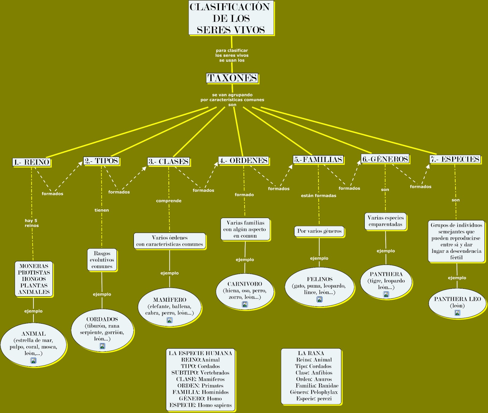 Caracteristicas De Los Seres Vivos