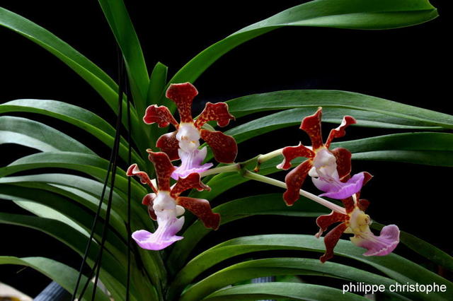 Acine orhideje info: Vanda (vrste D - J)