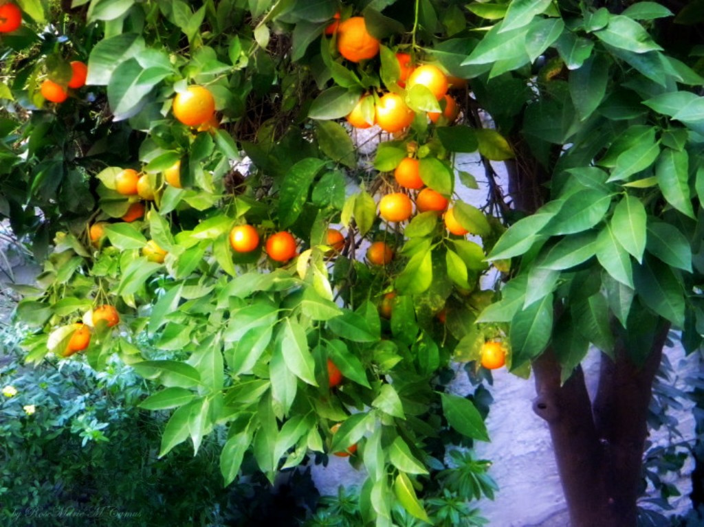 POESÍA Y TRANSICIONES: EL NARANJO...