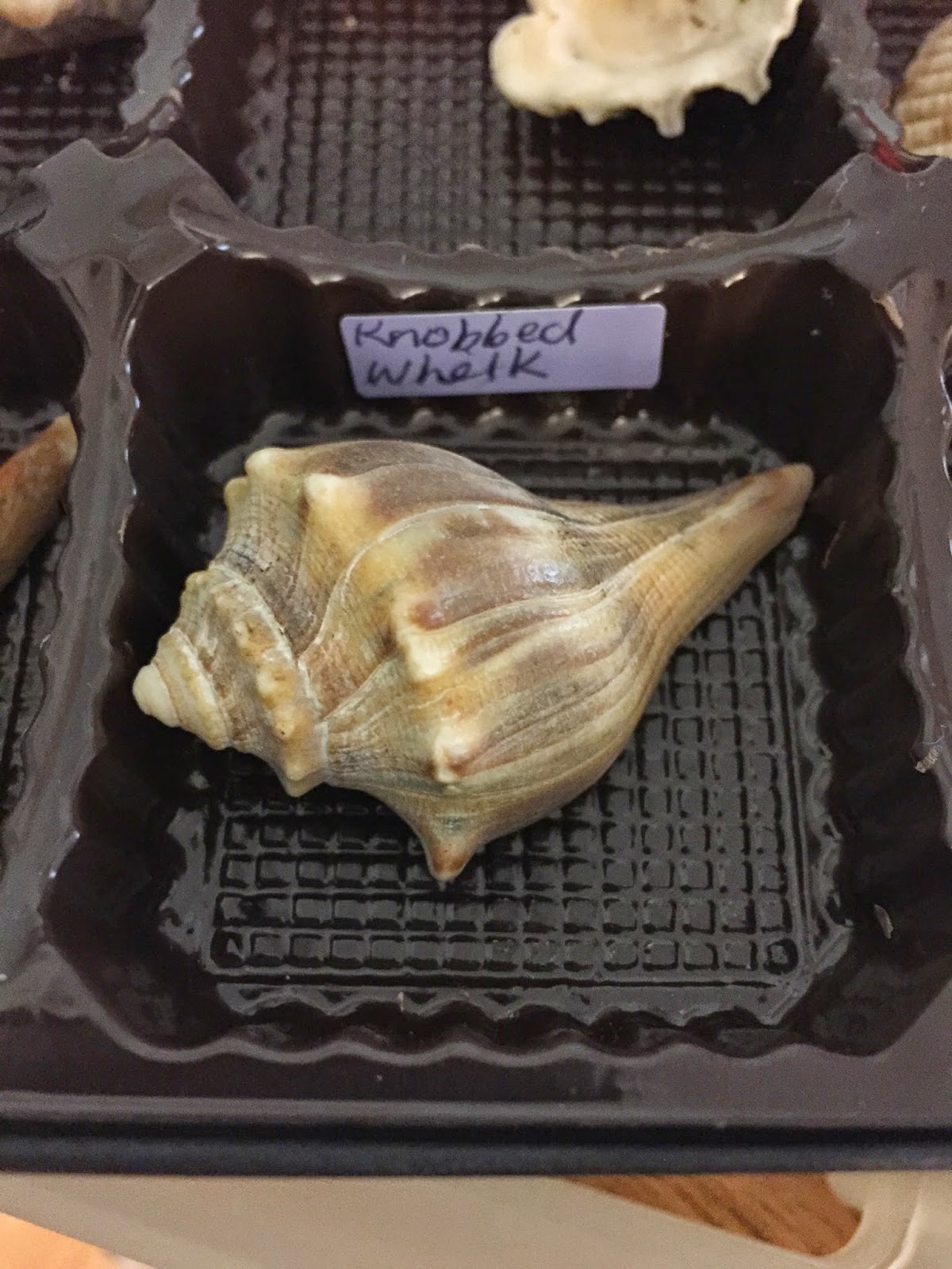 Lava of Ocean Dawn: The Shells of Maryland