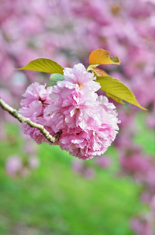 Heart of Gold: Cherry Blossom Wonder