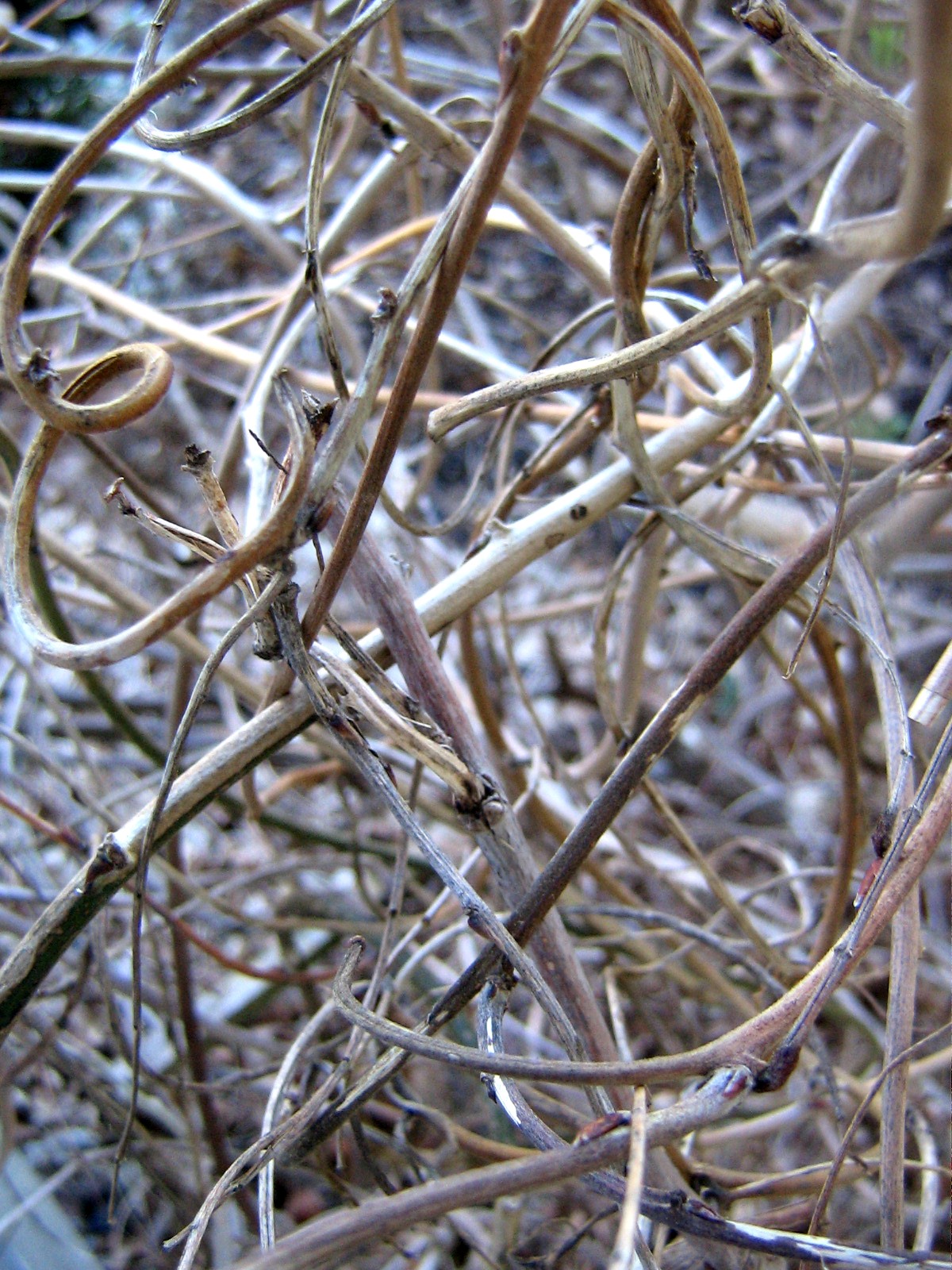 tangled...: tangles...