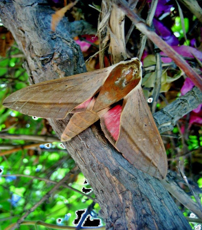 Biodiversity of Cyprus by NGO Protection of the Natural Heritage and ...