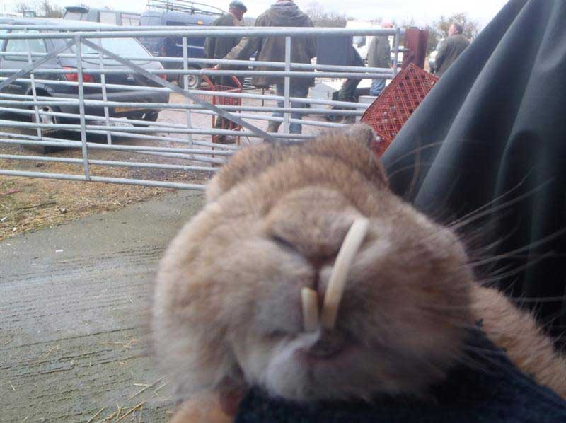 Nothing To Do With Arbroath: Trader fined for his rabbit's long teeth