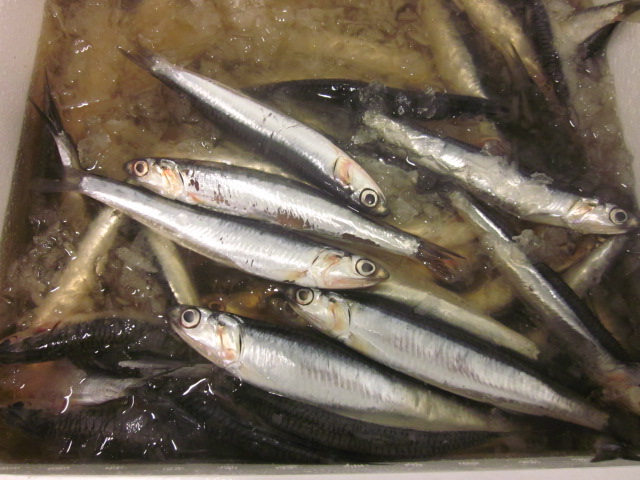 Especies marinas de interes bromatologico: Engraulis encraicolus ...