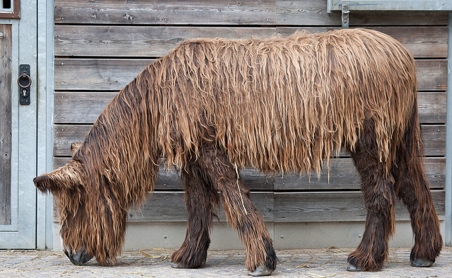 ellergy: THE POITOU DONKEY - The dreadlock donkey