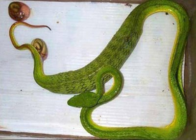 Birth of a Snake Ever Seen Before - kill my day now