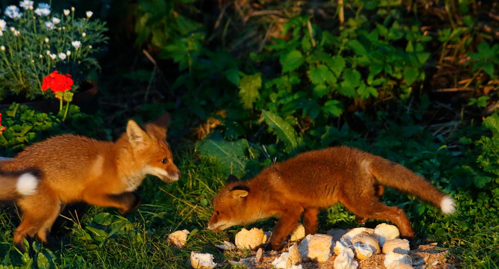 Skaumann: Mikkel Rev på nye eventyr