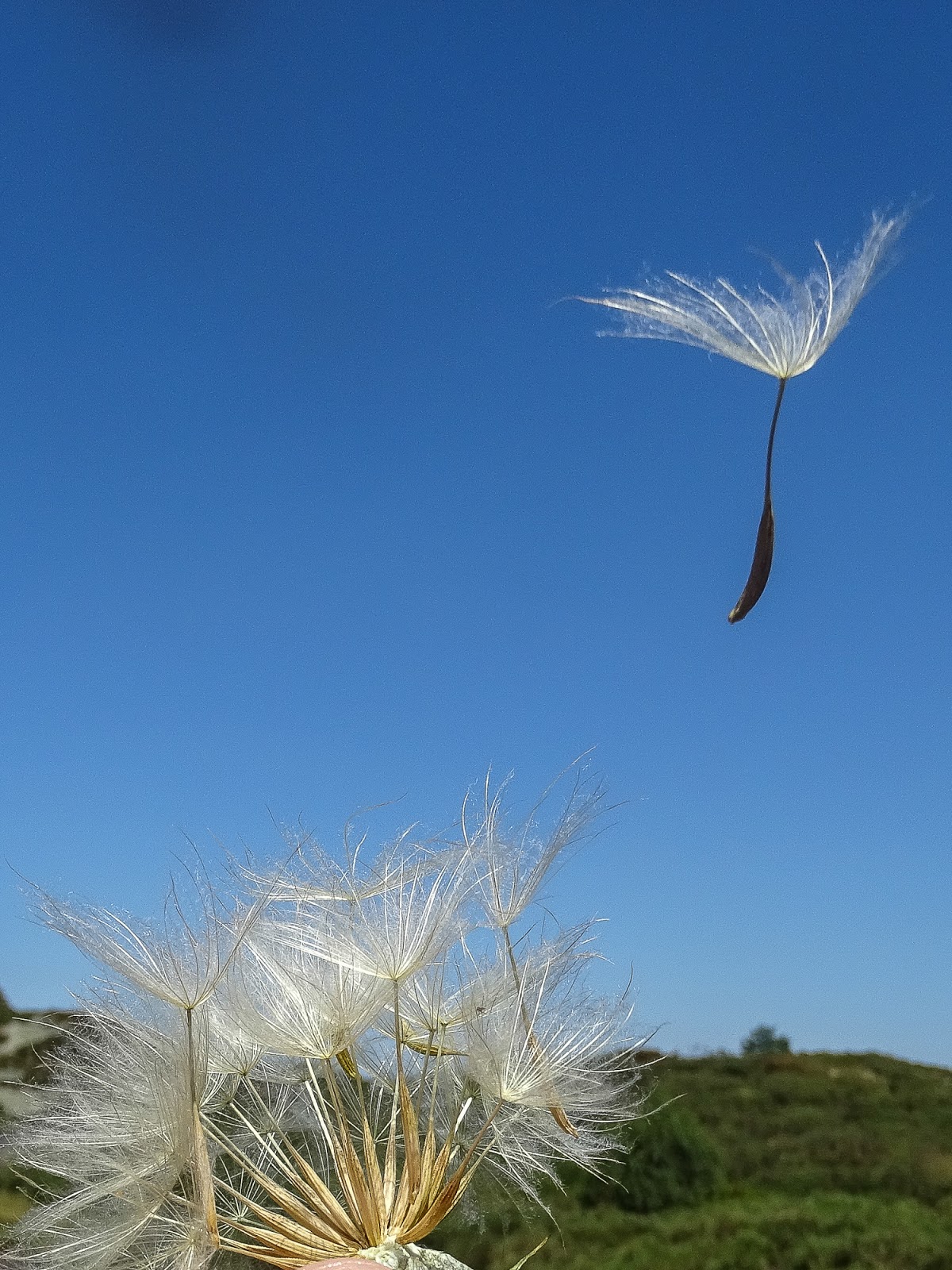 Fotobiopoema: Vilanos y Juan Ramón Jiménez