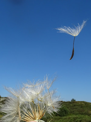 Fotobiopoema: Vilanos y Juan Ramón Jiménez