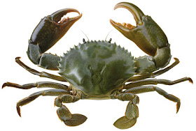 The Wildlife: Crab | Information-Photos